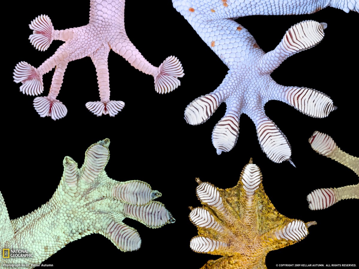 Geckos’ tiny toe hair may solve big problems – NICE