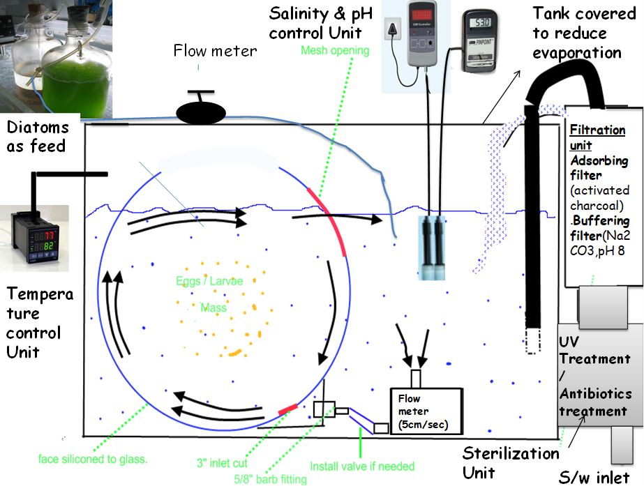 Can we grow ‘Marine sponges’ in the laboratory? – NICE