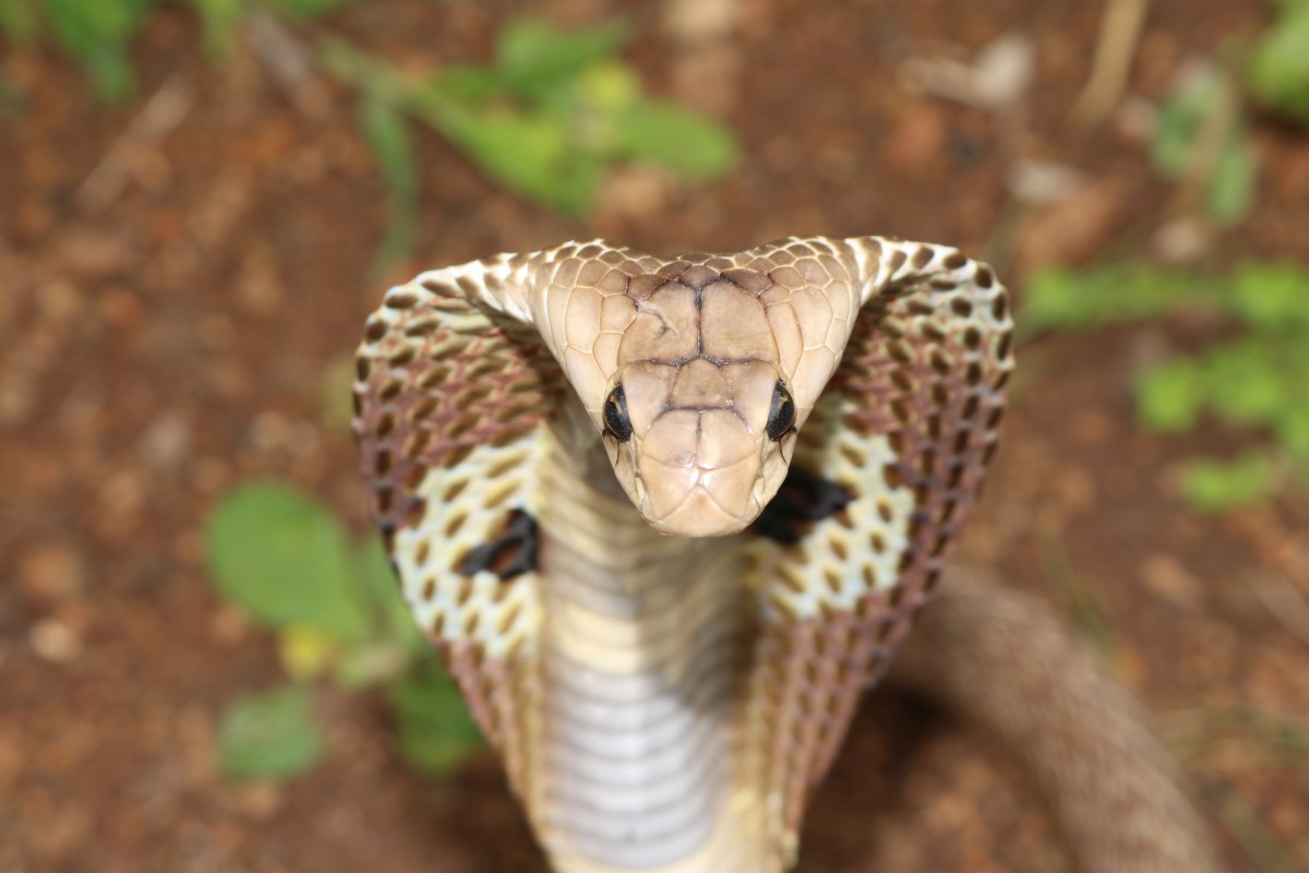An encounter with a spectacled cobra – NICE