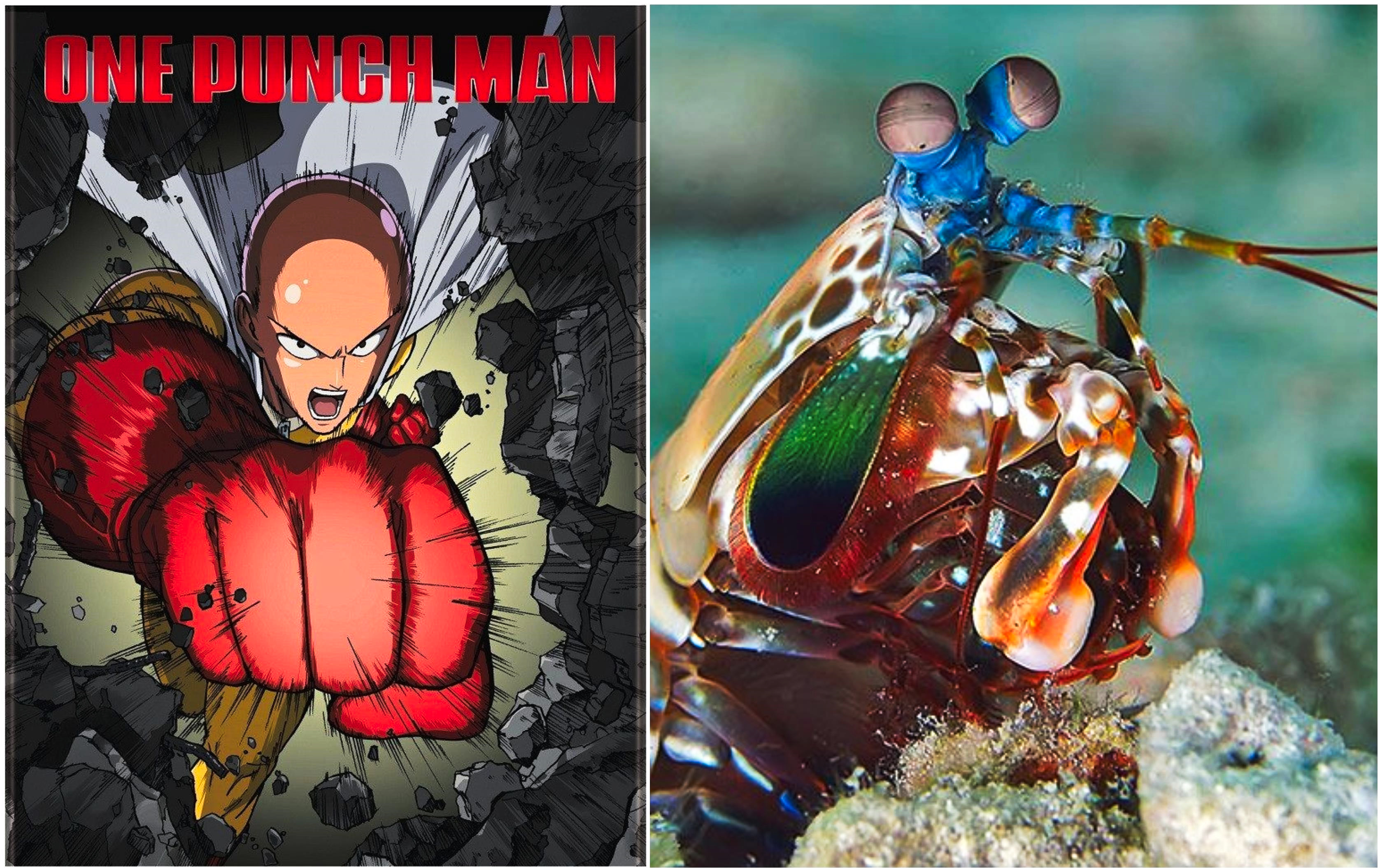One punch man of the ocean – NICE