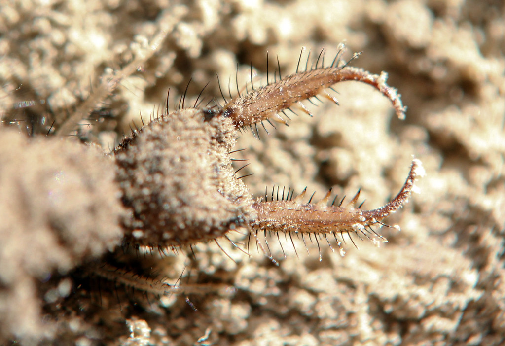 In Awe of Ambush Predators – NICE