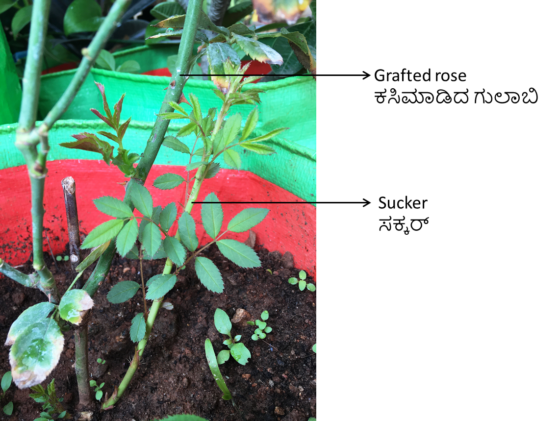 Beauty and the beast (Sucker/survival of the fitter?) – NICE