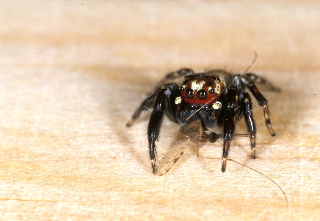 Spidey the vampire slayer – NICE